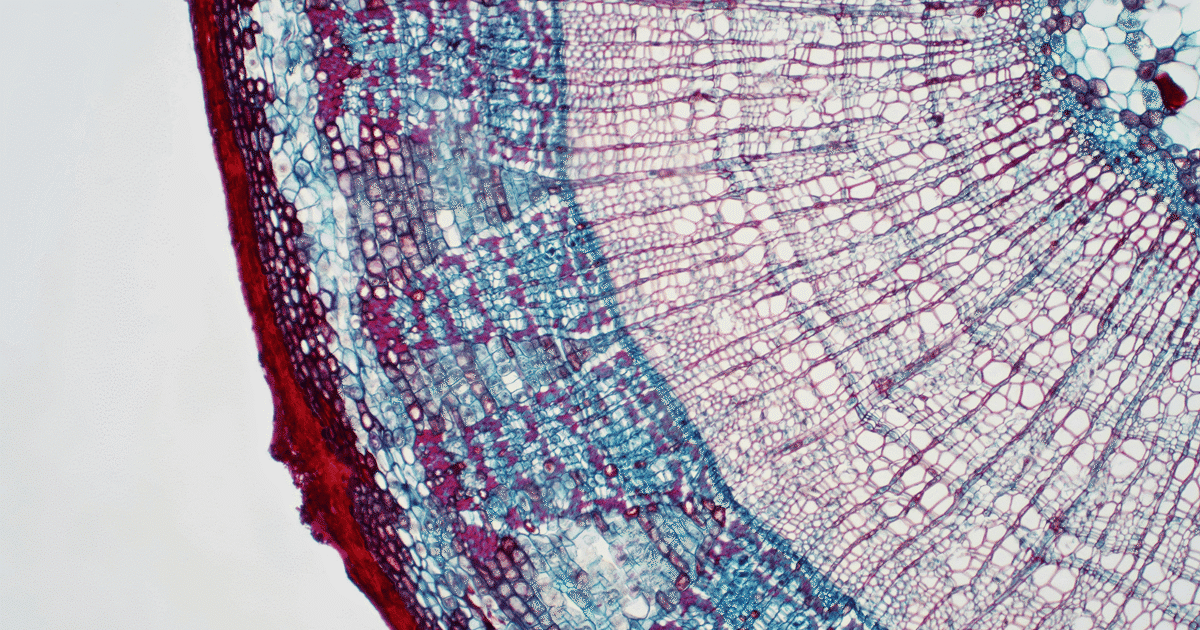 What Can the Bioeconomy Do For You | The Breakthrough Institute