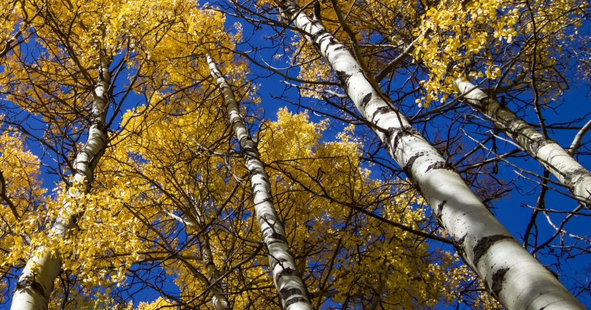 A Tale of Two Trees | The Breakthrough Institute