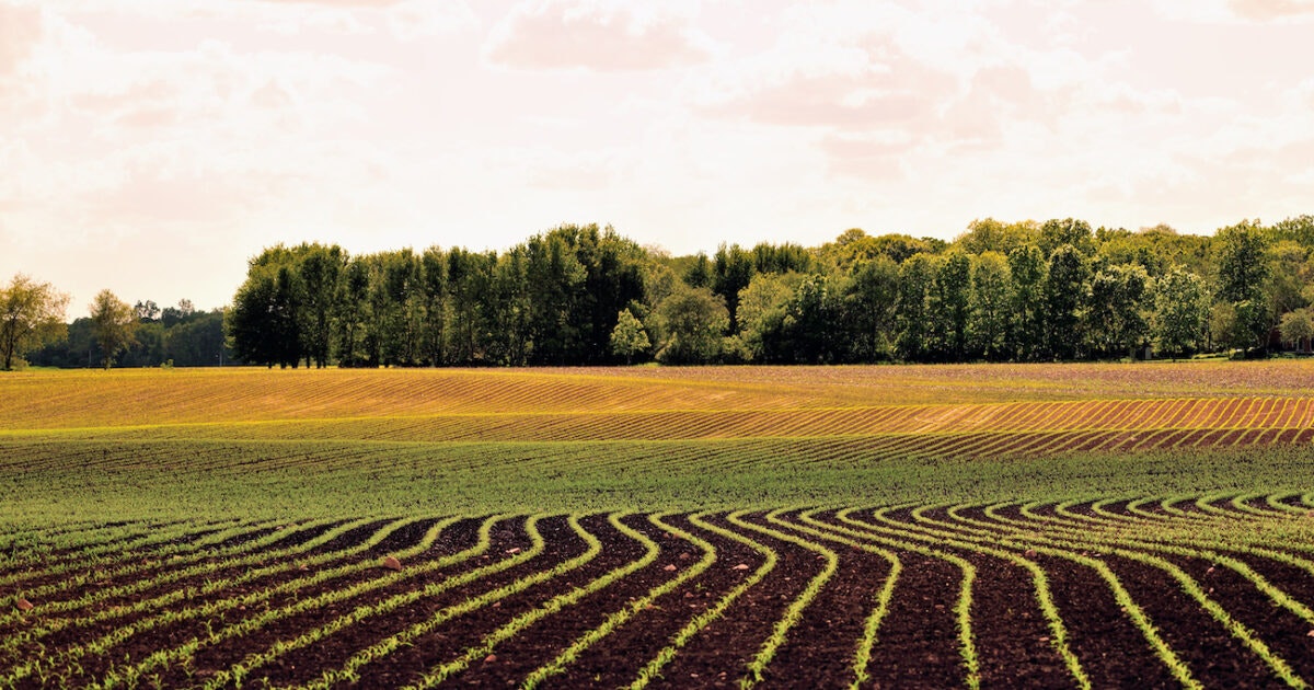 Stifling Agricultural Research in the… | The Breakthrough Institute