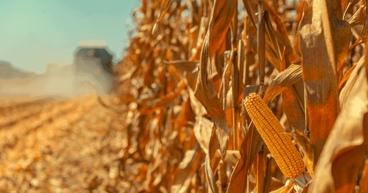 Genetically Engineered Crops Are Key to… | The Breakthrough Institute