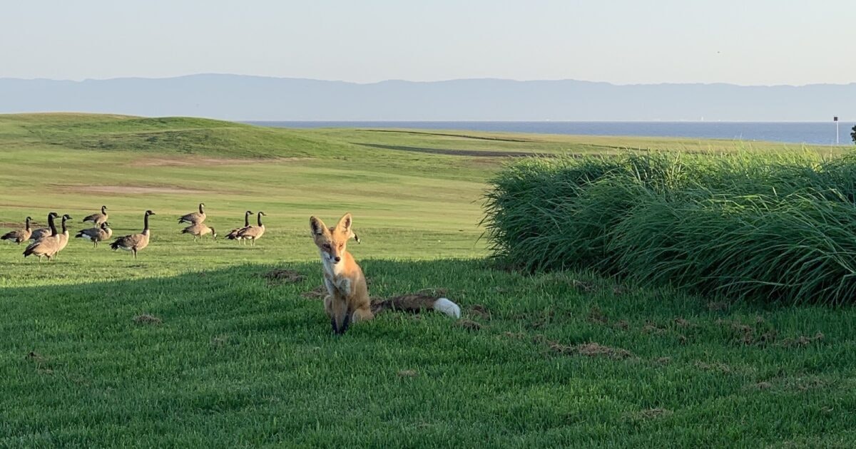 Should We Ban Golf Courses? | The Breakthrough Institute
