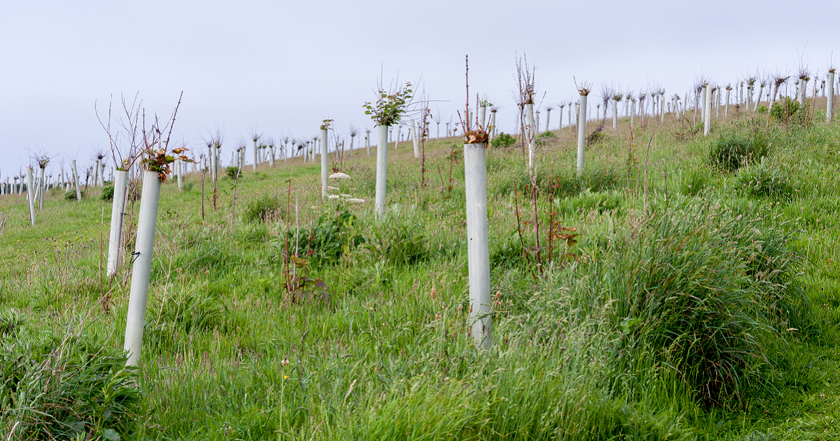 Grow More Trees on Less Land | The Breakthrough Institute