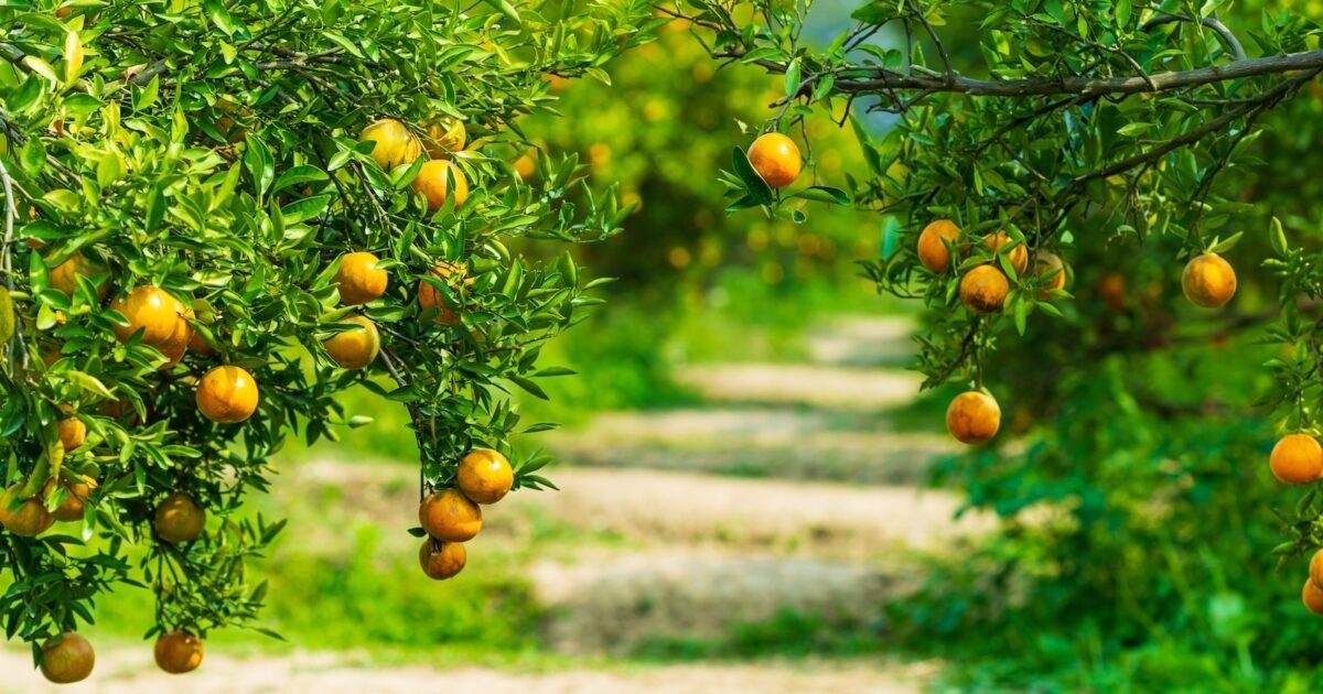 Are U.S. Crop Yields Declining? | The Breakthrough Institute