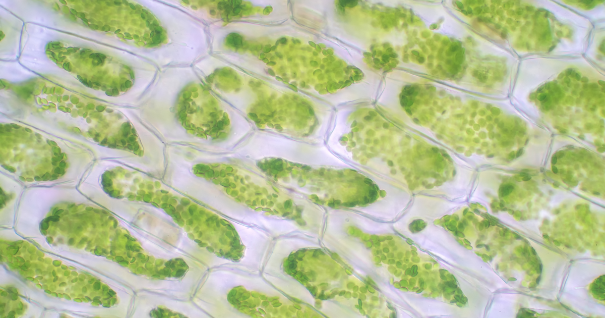 Plant Biotech, the Underrated and… | The Breakthrough Institute