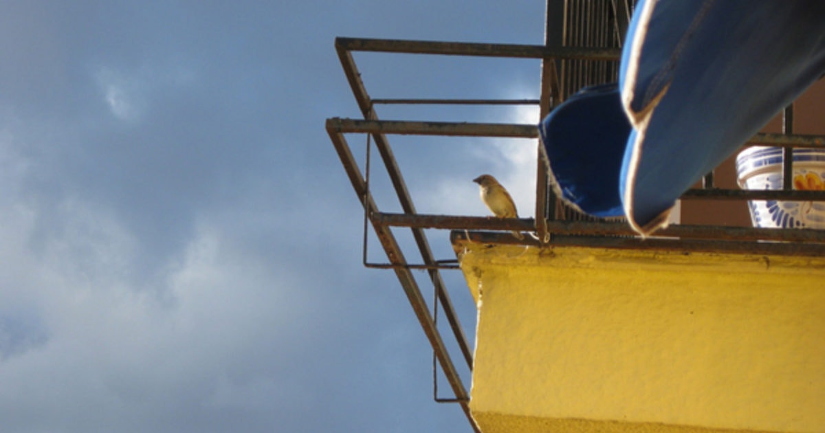 Concrete Jungles? They, Too, Can Support… | The Breakthrough Institute