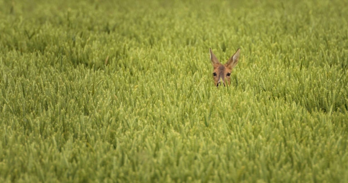 Food Production and Wildlife on Farmland | The Breakthrough Institute