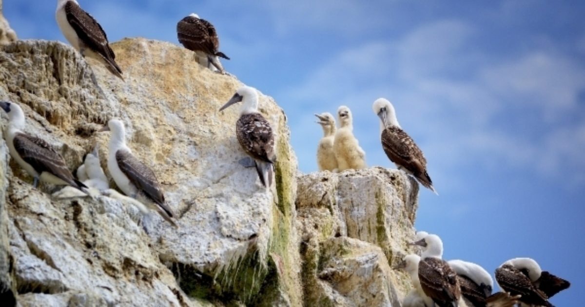 Remember the Guano Wars | The Breakthrough Institute