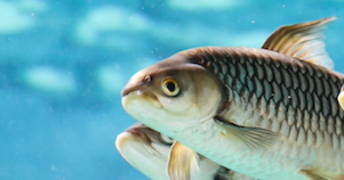 Video: Plenty of Fish on the Farm | The Breakthrough Institute